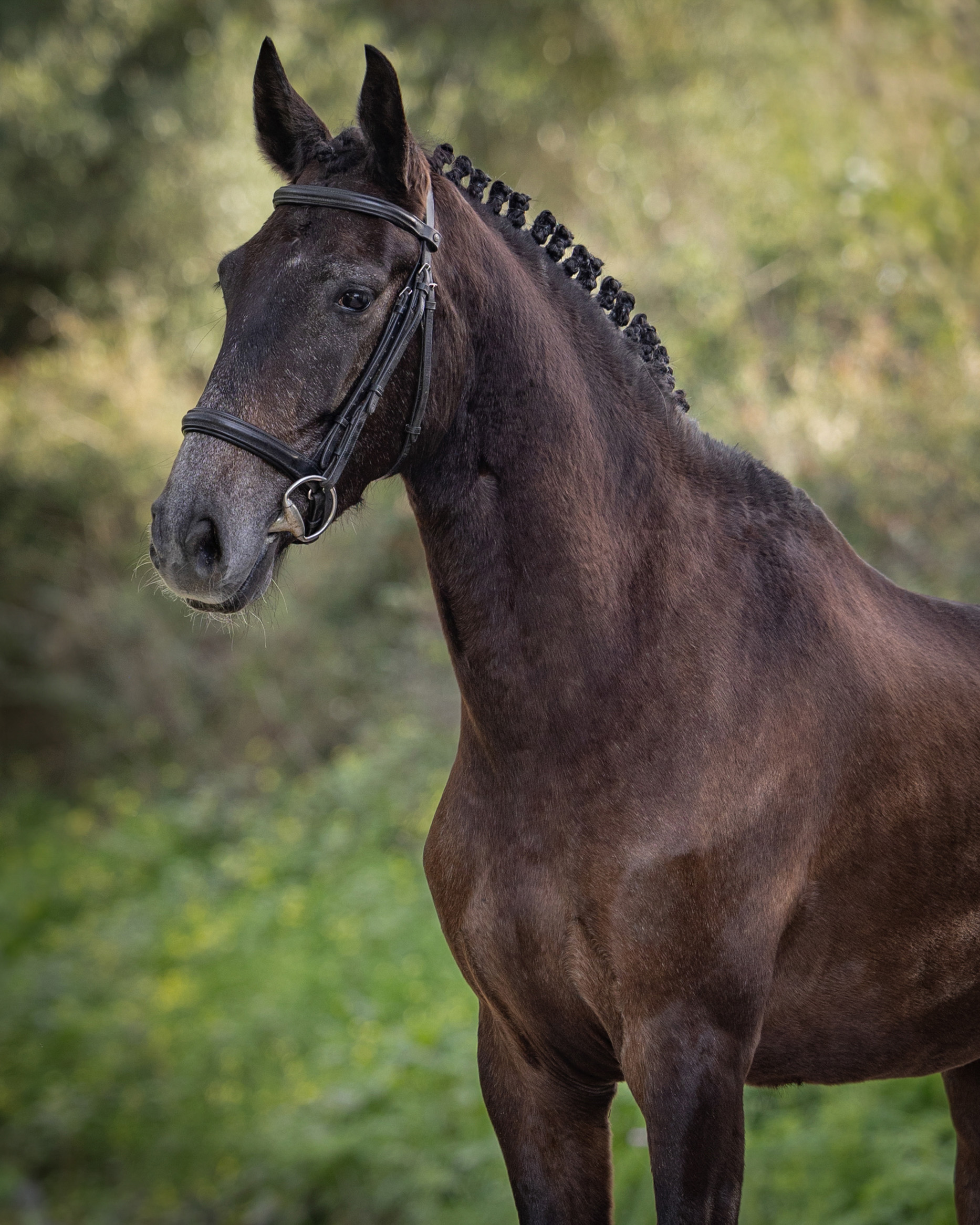 Lusitano World | Lusitano World