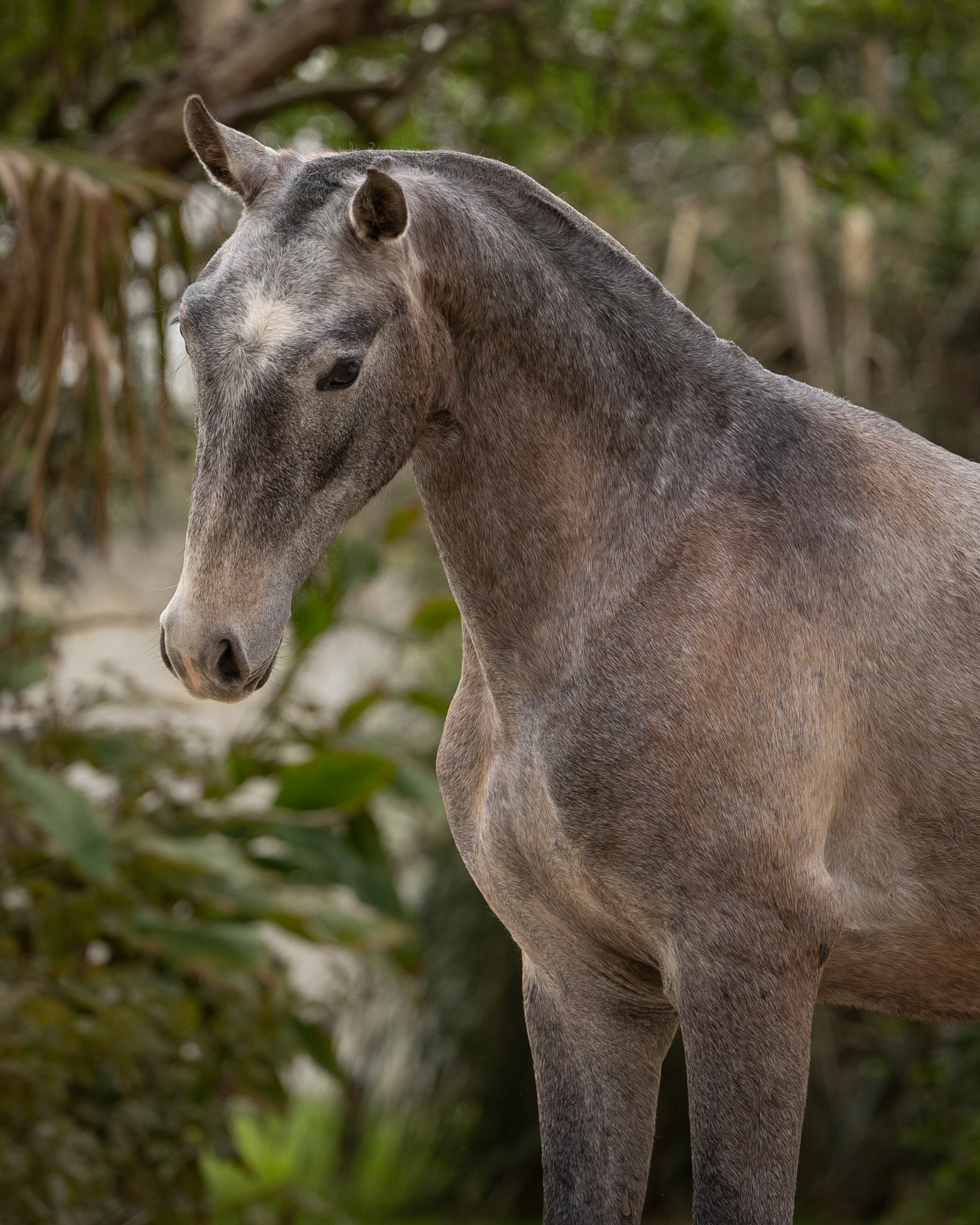 Lusitano World | Lusitano World