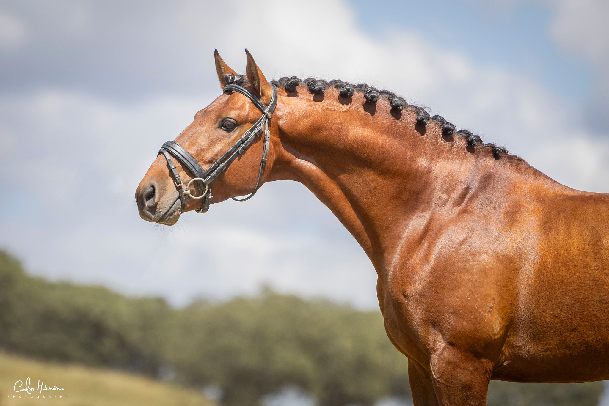 [REF #916] Lusitano stallion by the Olympic Escorial with great ...