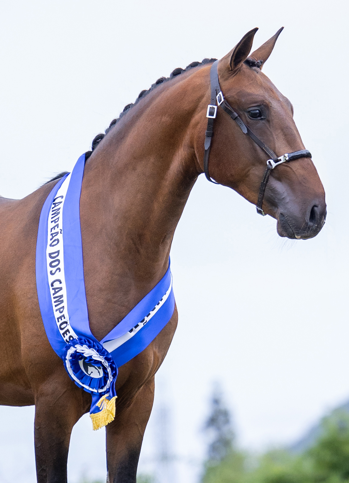 Lusitano World | Lusitano World