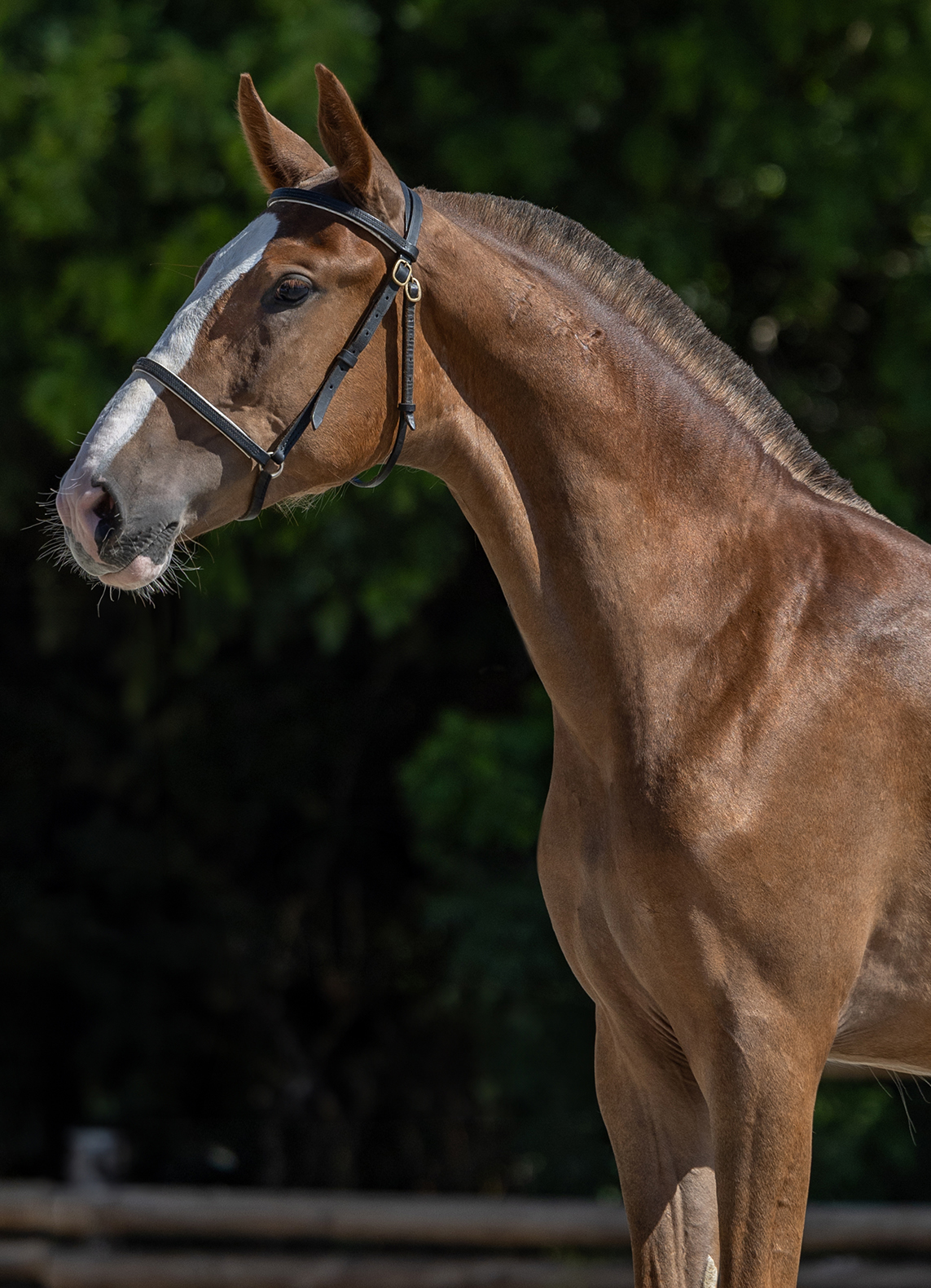 Lusitano World | Lusitano World