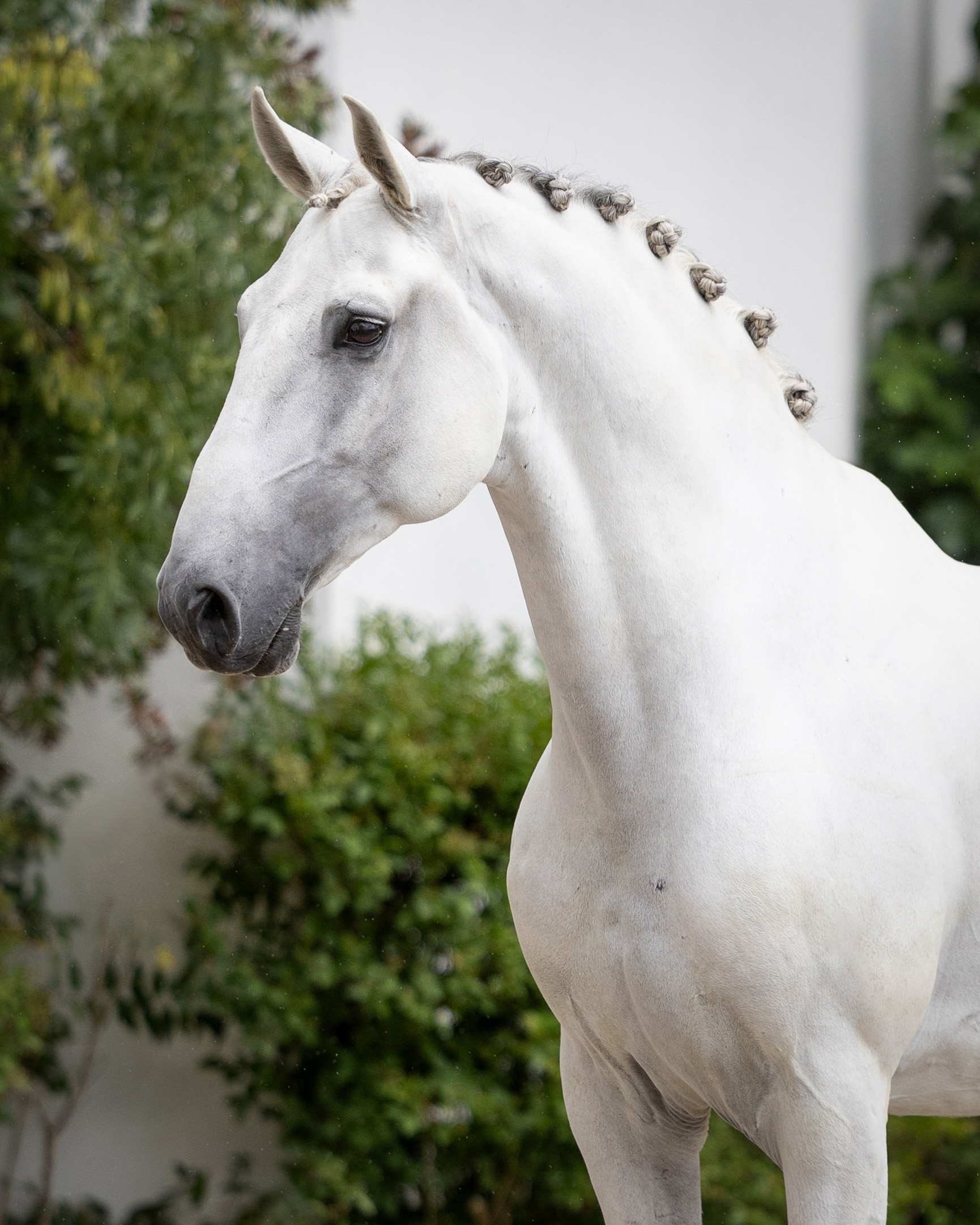 Lusitano Horses for Sale | Lusitano World