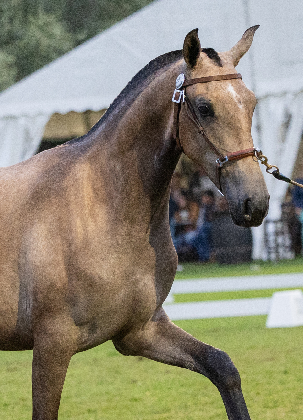 Lusitano World | Lusitano World