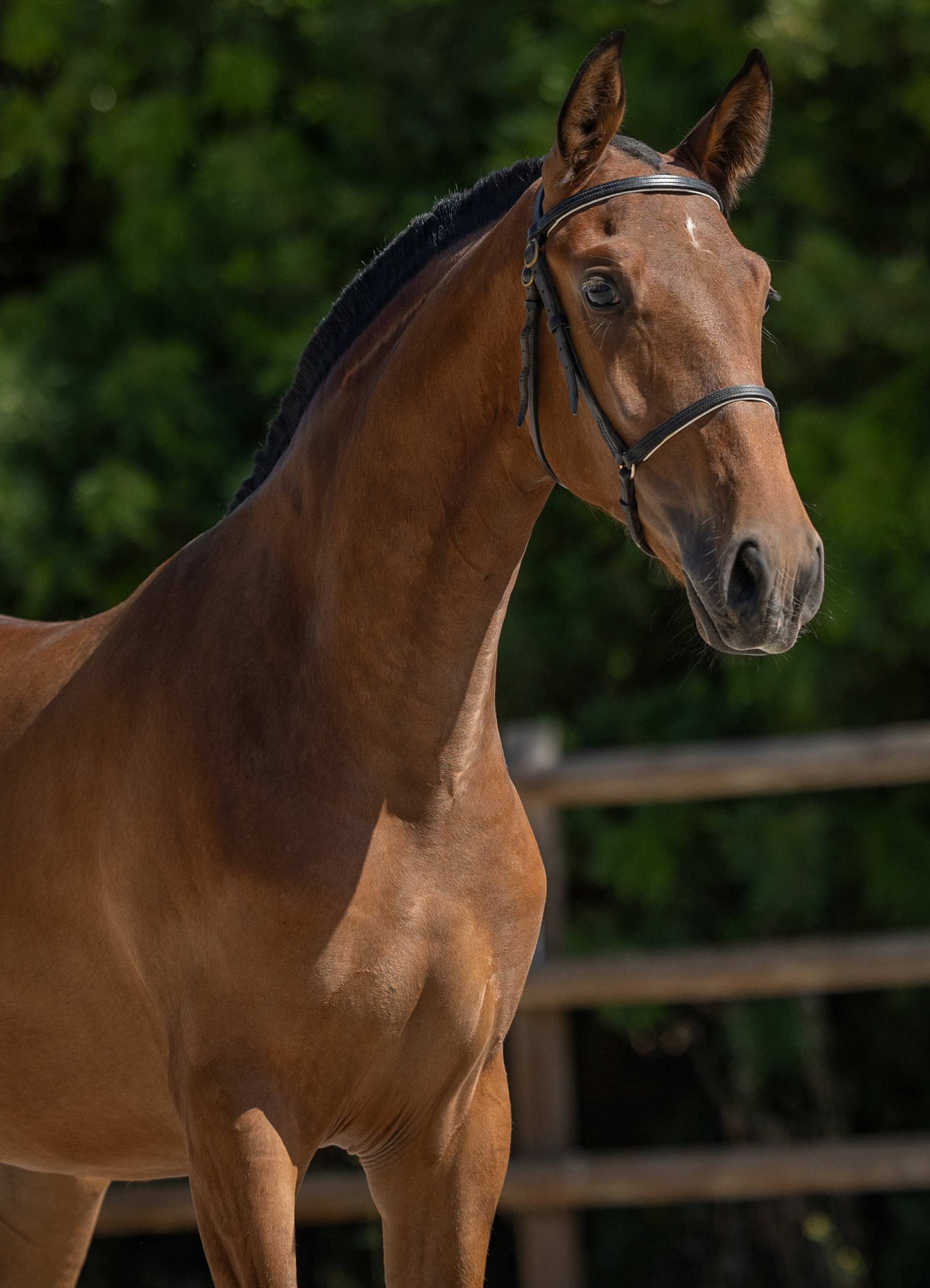 Lusitano World | Lusitano World