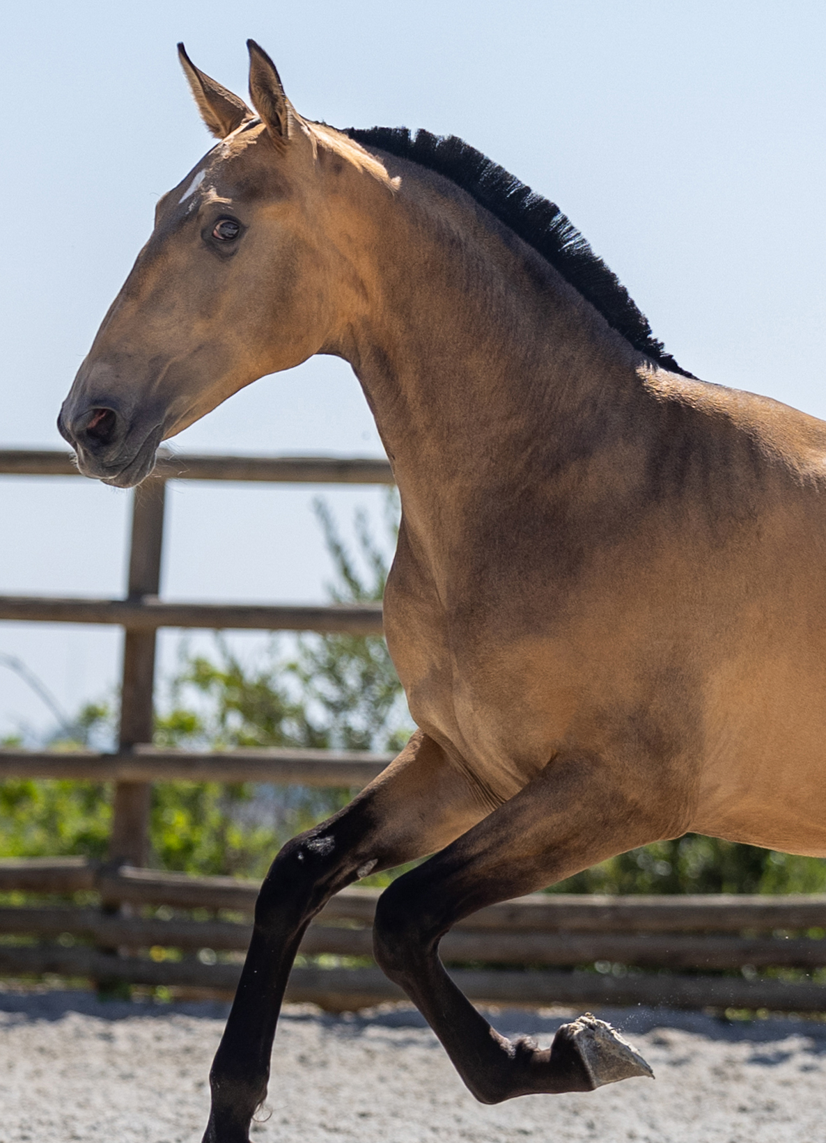 Lusitano Horses for Sale | Lusitano World