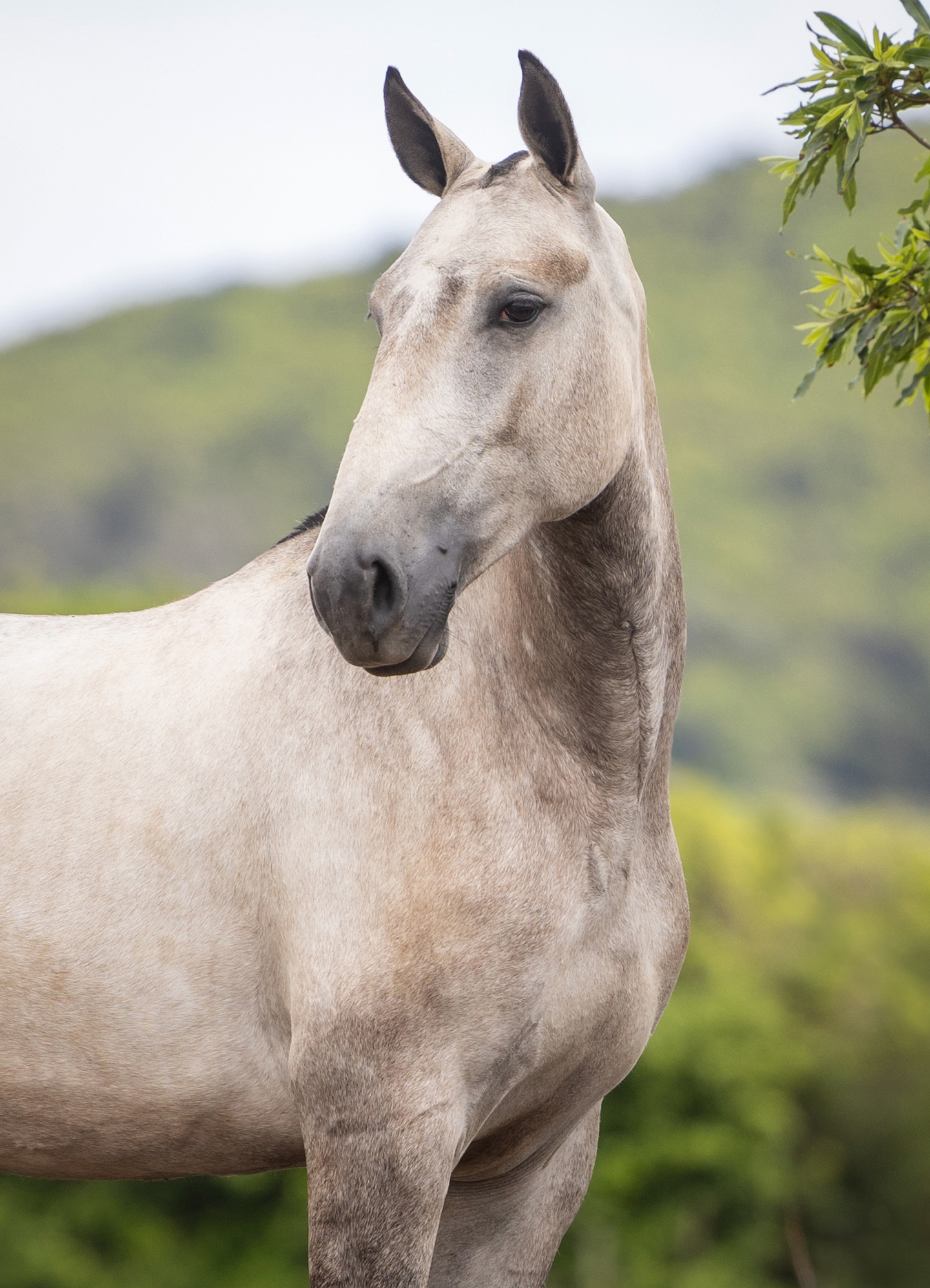 Lusitano World | Lusitano World