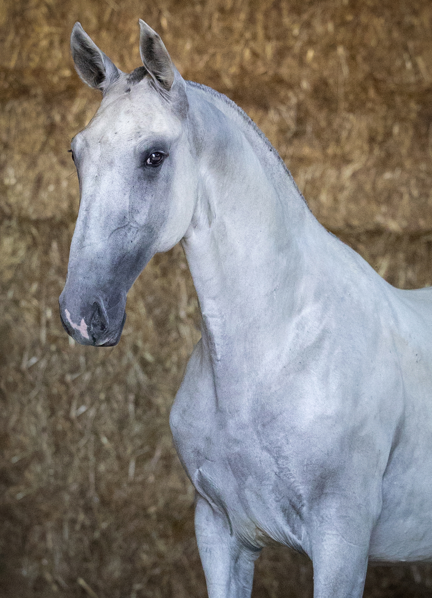 Lusitano World | Lusitano World