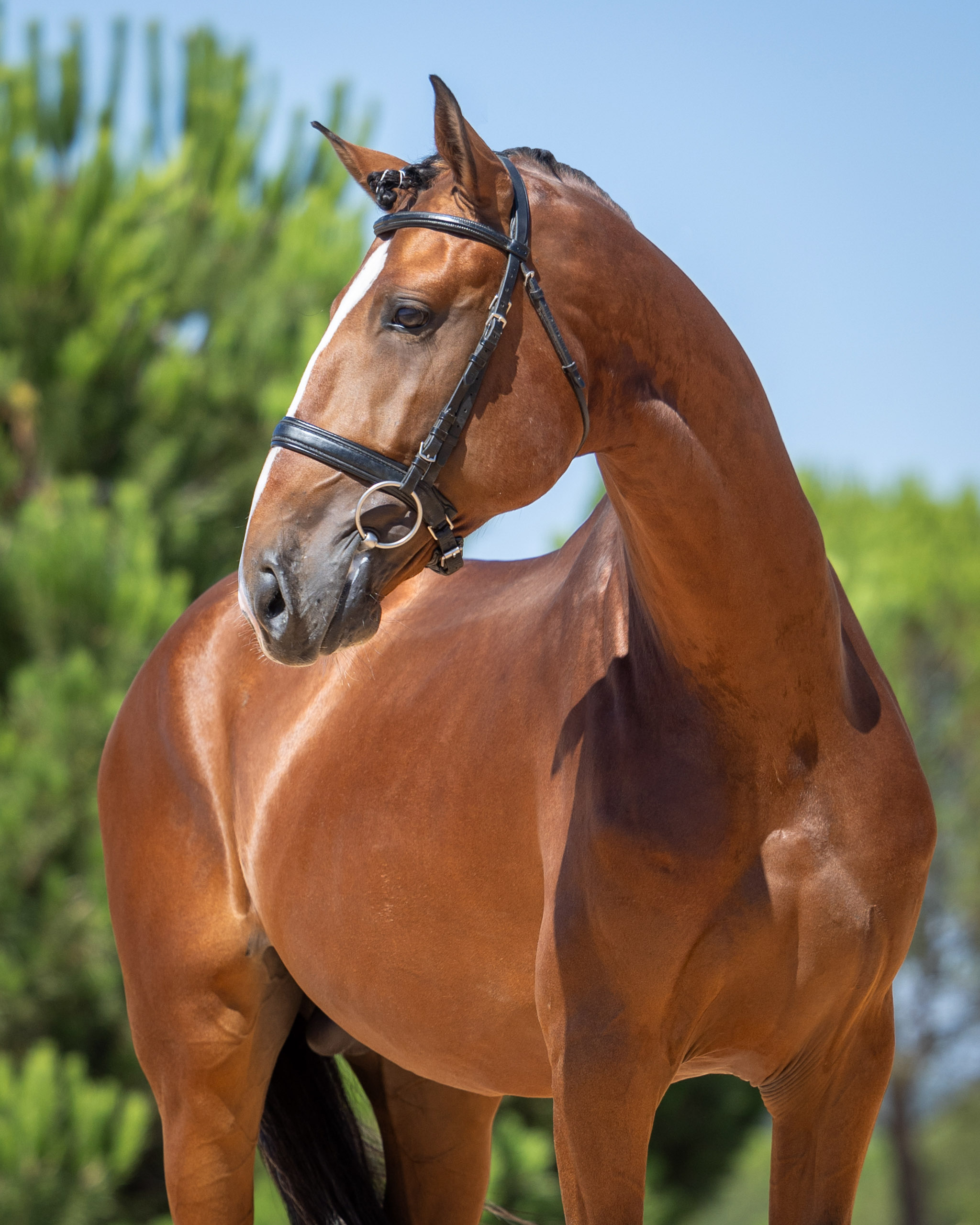 Lusitano World | Lusitano World