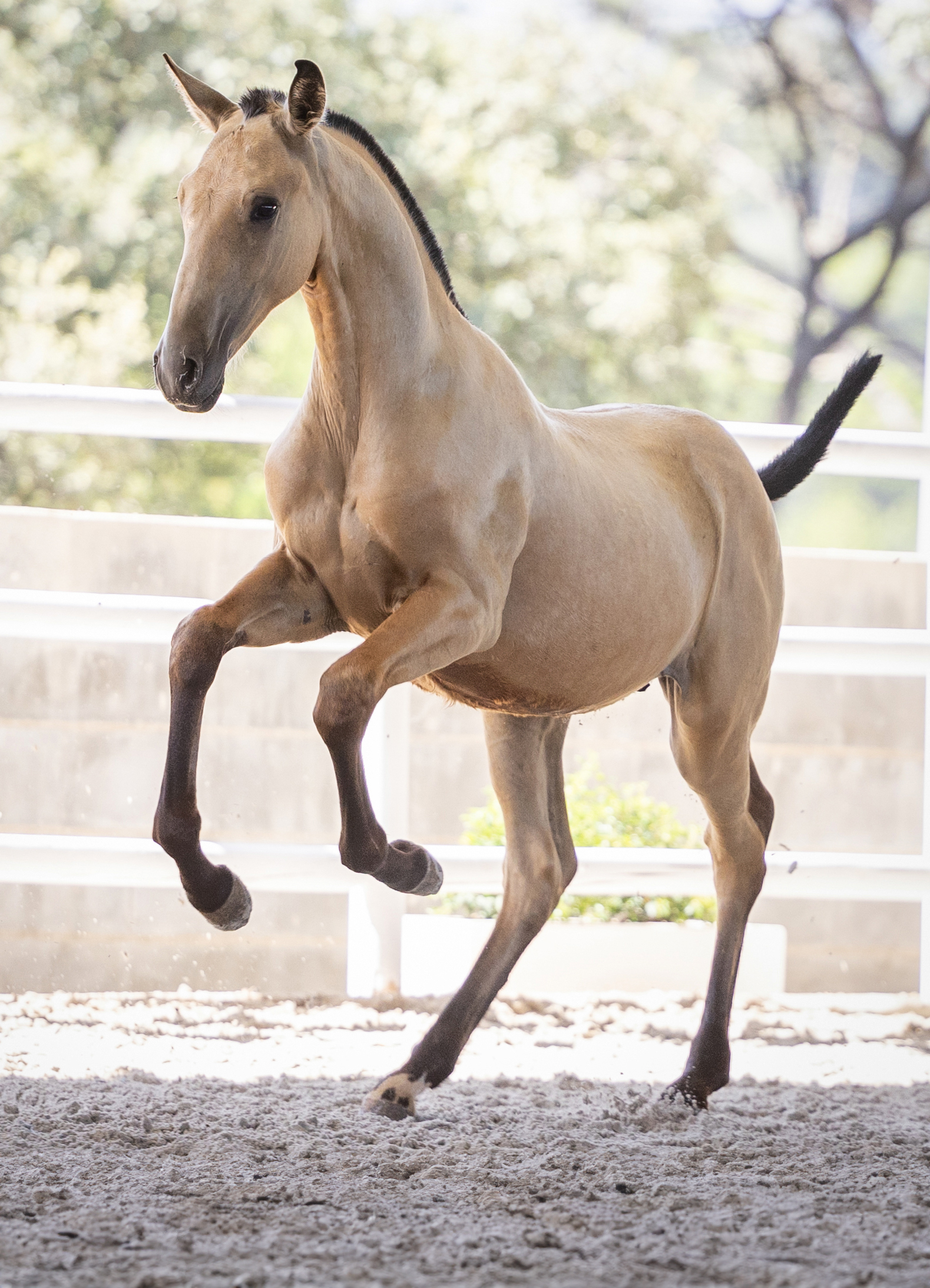 Lusitano World | Lusitano World