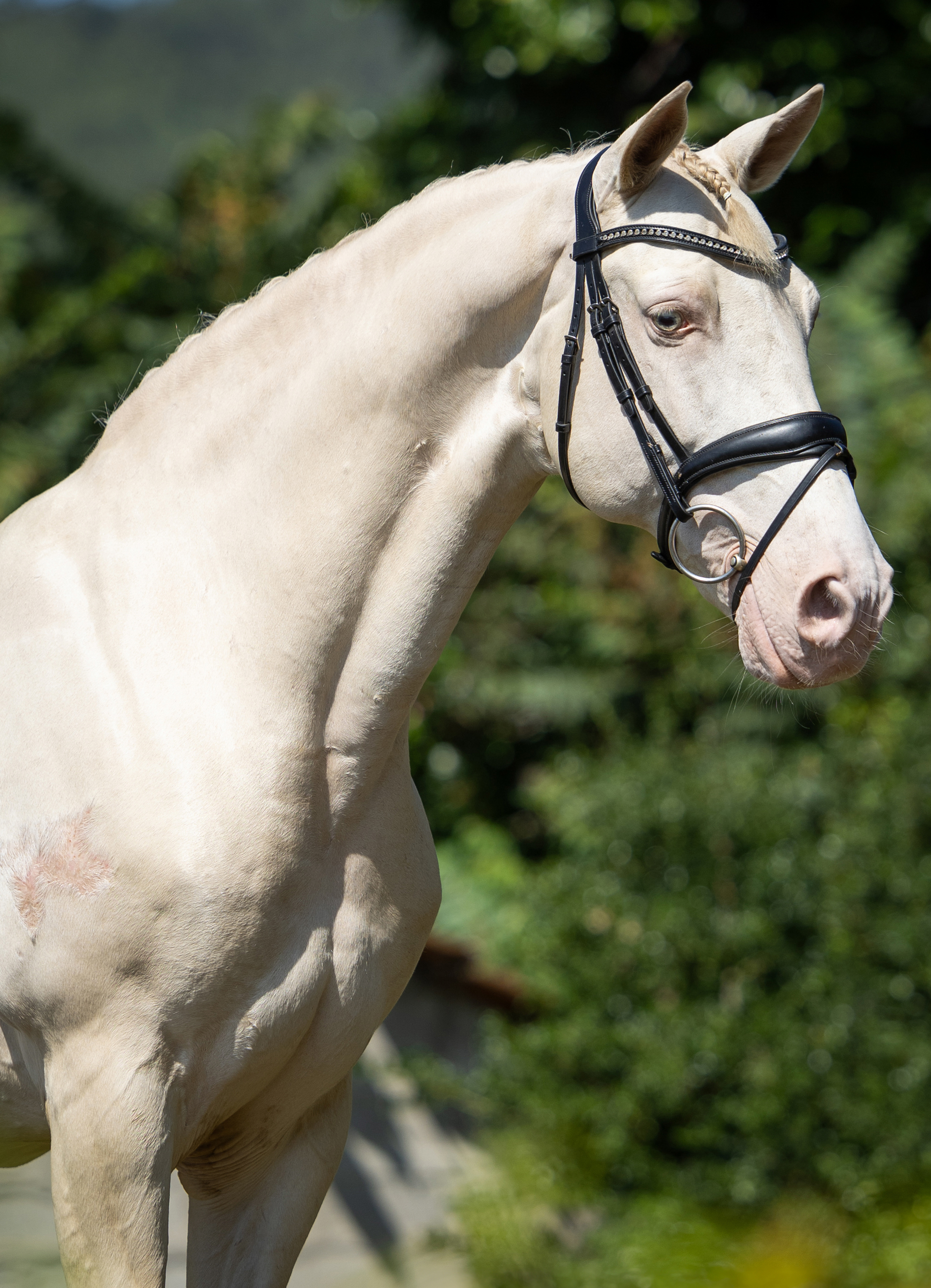 Lusitano Horses for Sale | Lusitano World