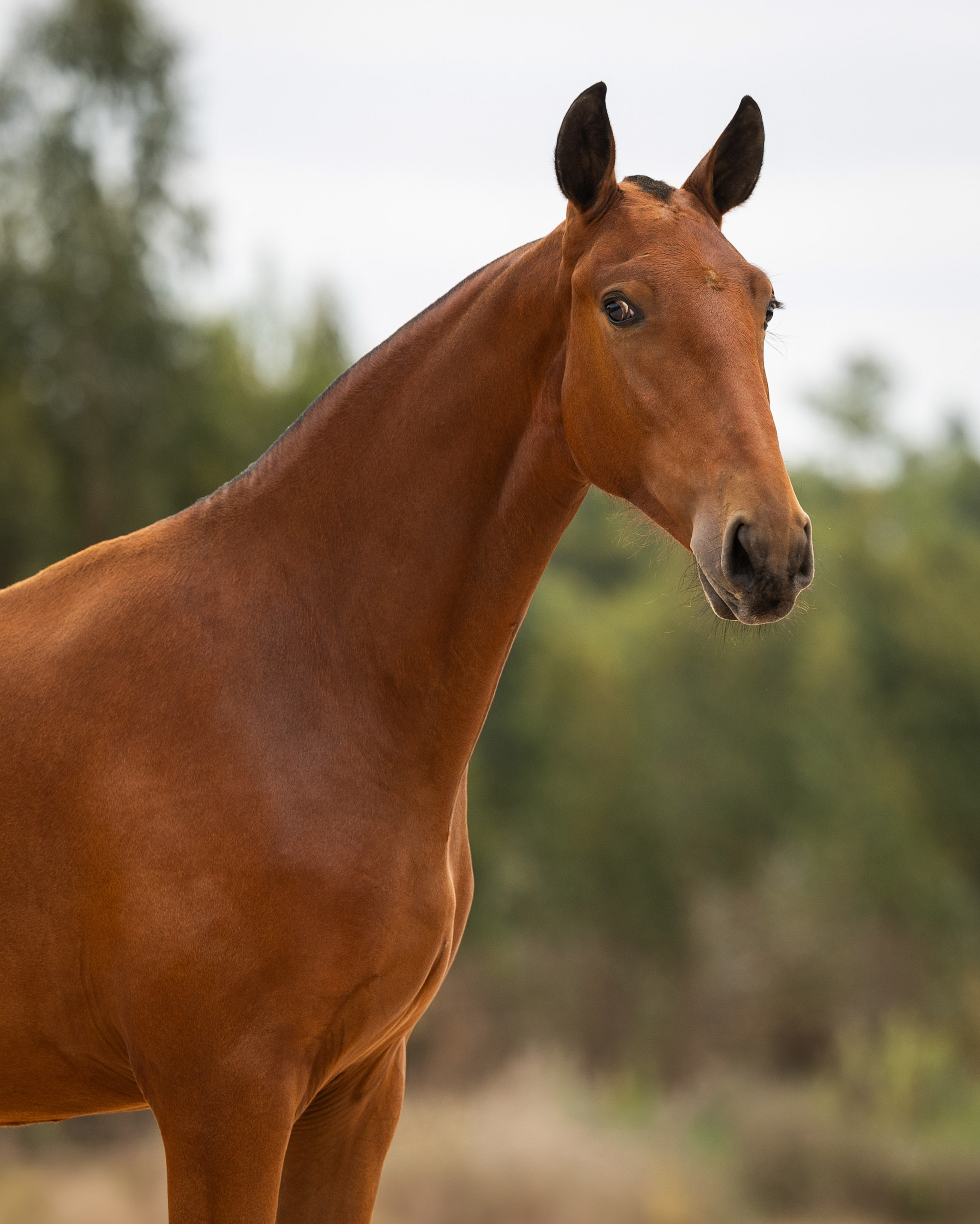 Lusitano World | Lusitano World