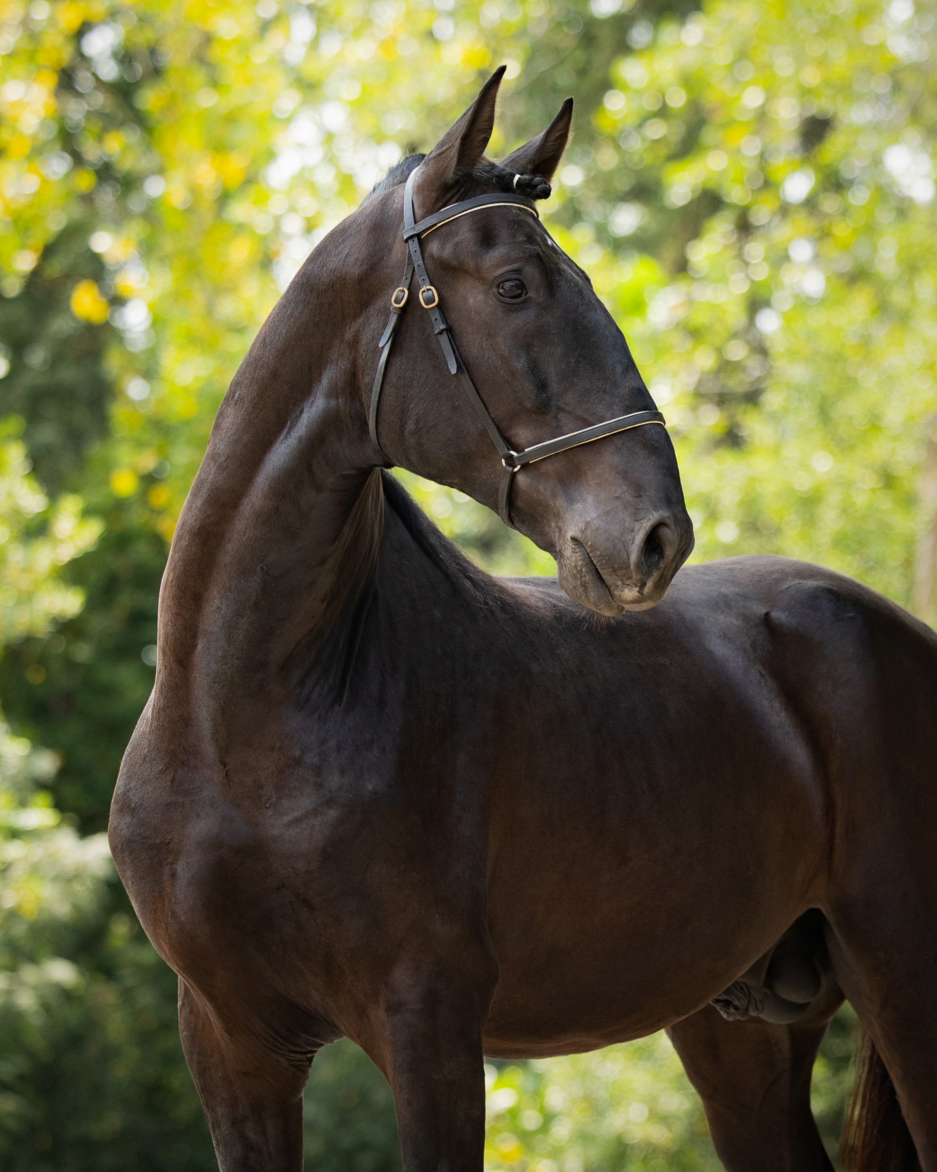Lusitano World | Lusitano World